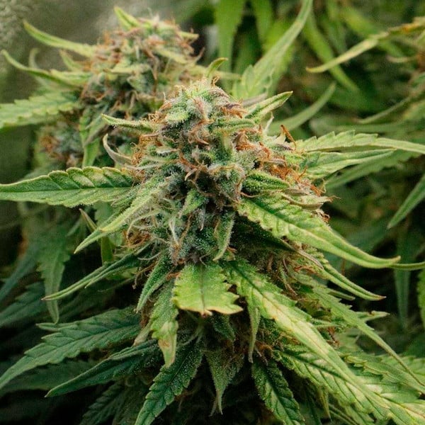 Royal Creamatic – Auto Flowering Seed – Betchur Farms